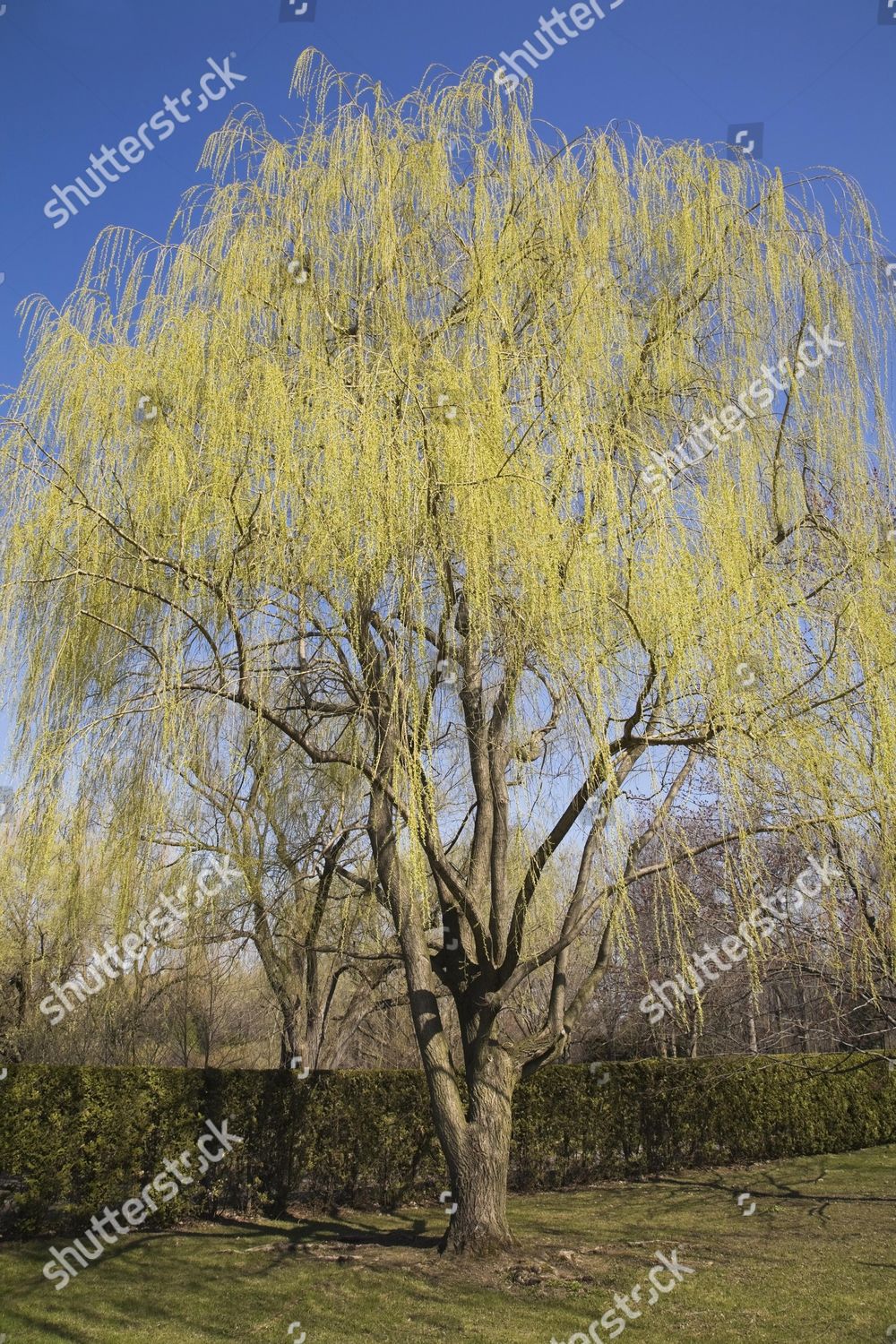 Weeping Golden Willow Tree Salix Chrysocoma Editorial Stock Photo ...