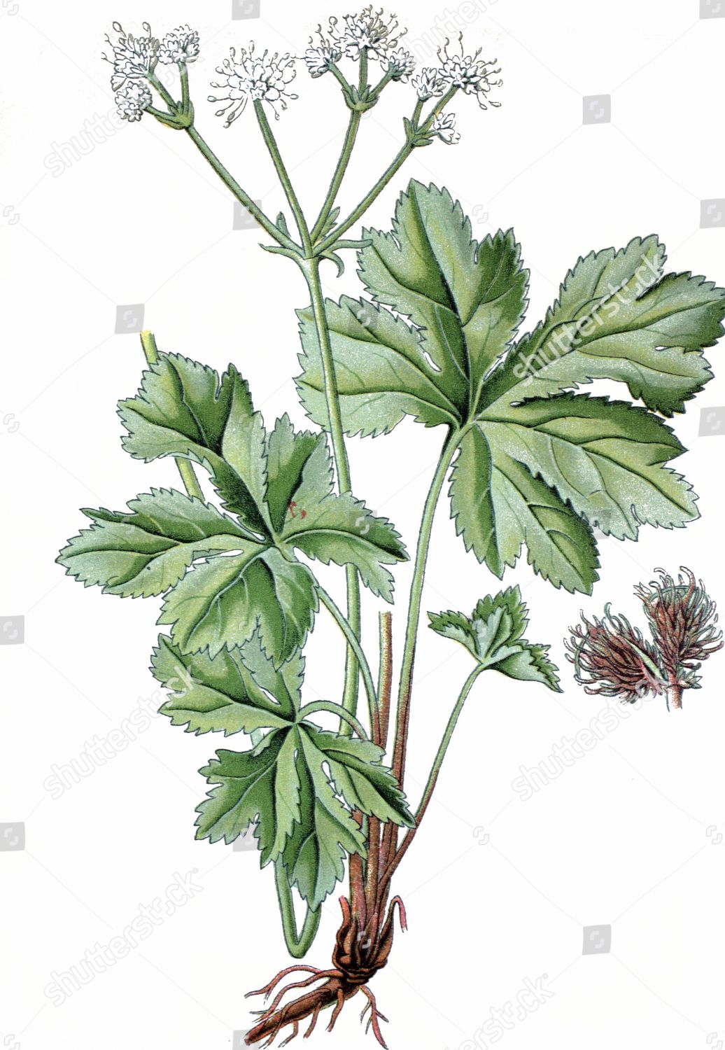 European Sanicle Sanicula Europaea Medicinal Plant Editorial Stock ...