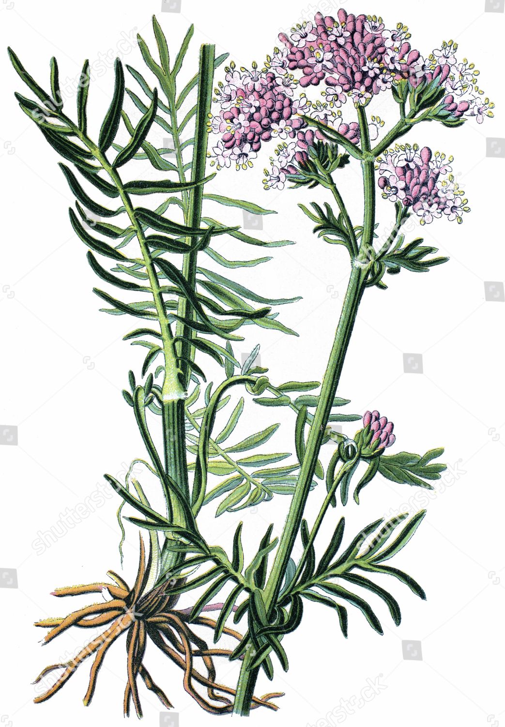 Valerian Valeriana Officinalis Medicinal Plant Historical Editorial ...