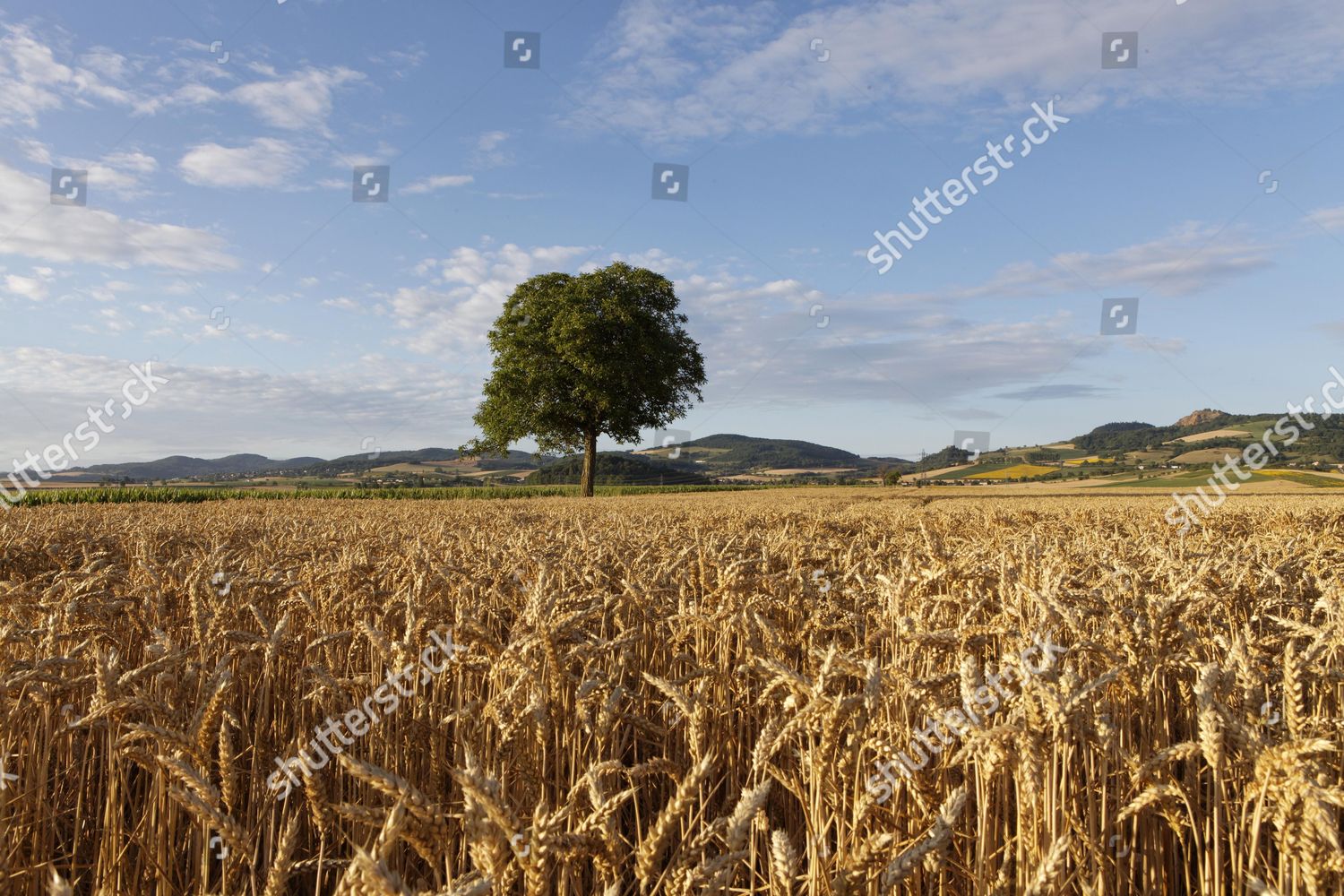 Agricultural Landscape Grainfield Near Billom Puy Editorial Stock Photo ...