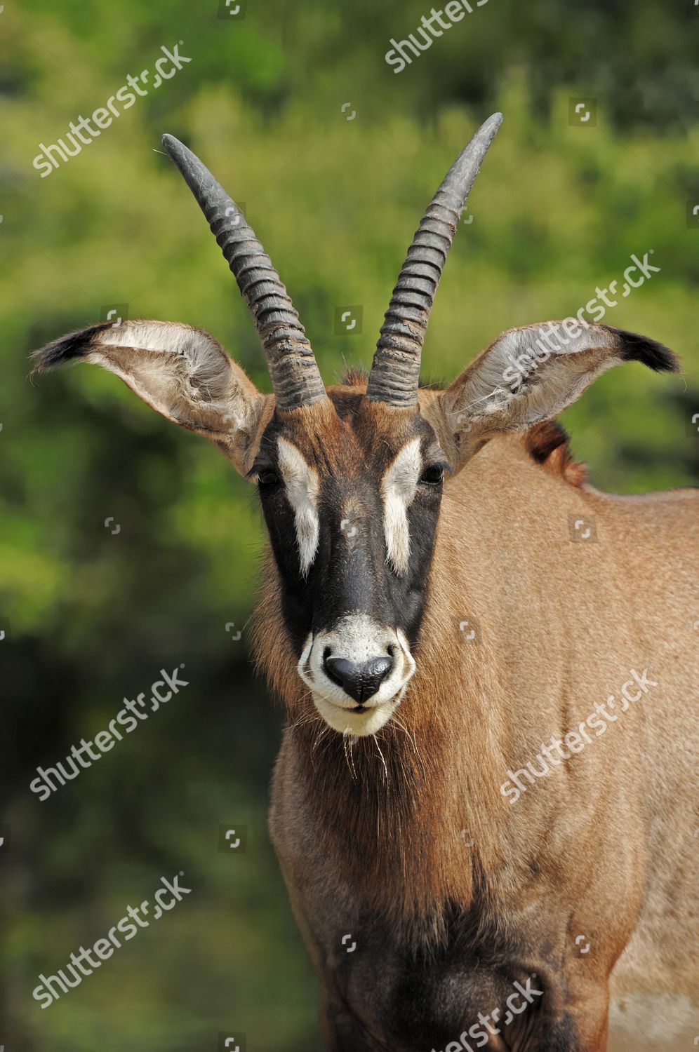 Roan Antelope Hippotragus Equinus Male Portrait Editorial Stock Photo ...