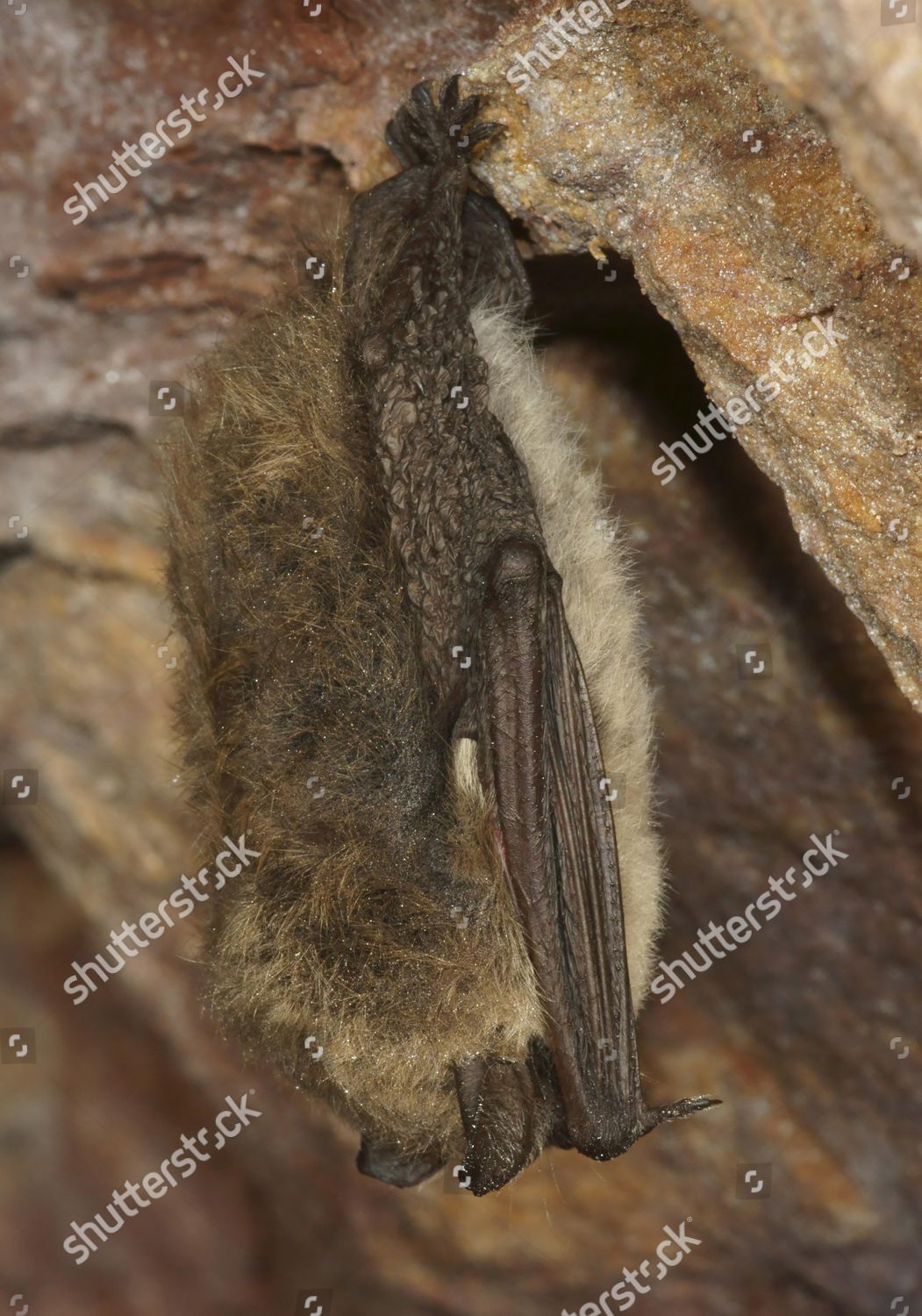 Whiskered Bat Myotis Mystacinus Hibernating Hesse Editorial Stock Photo ...