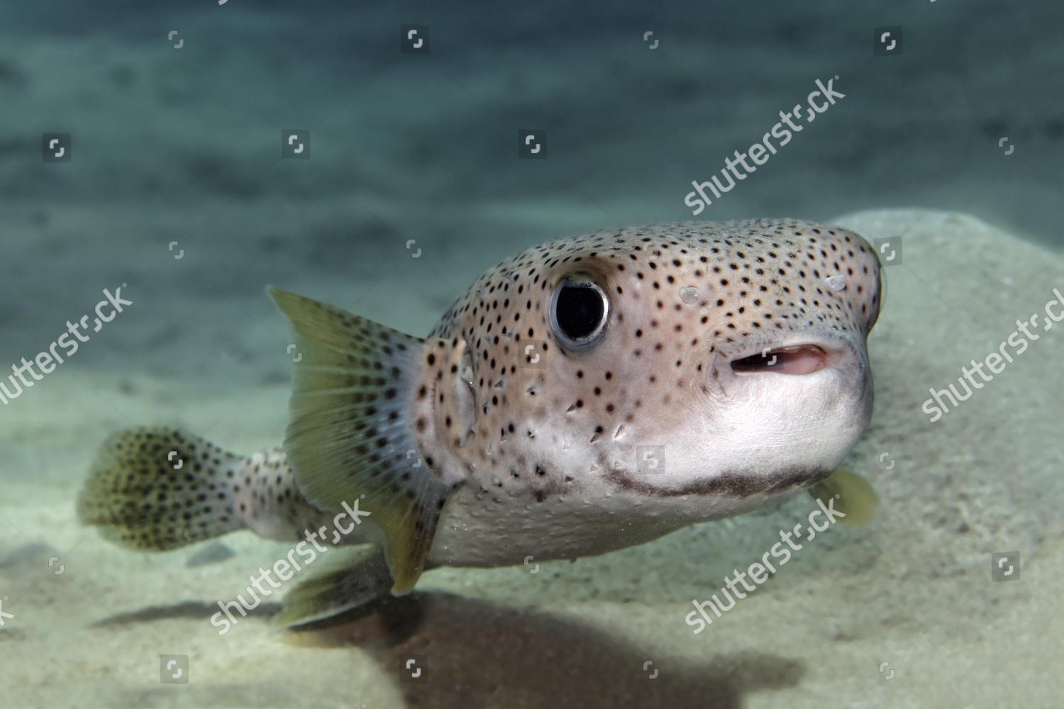 Spotfin Porcupine Fish Diodon Hystrix Swimming Editorial Stock Photo ...