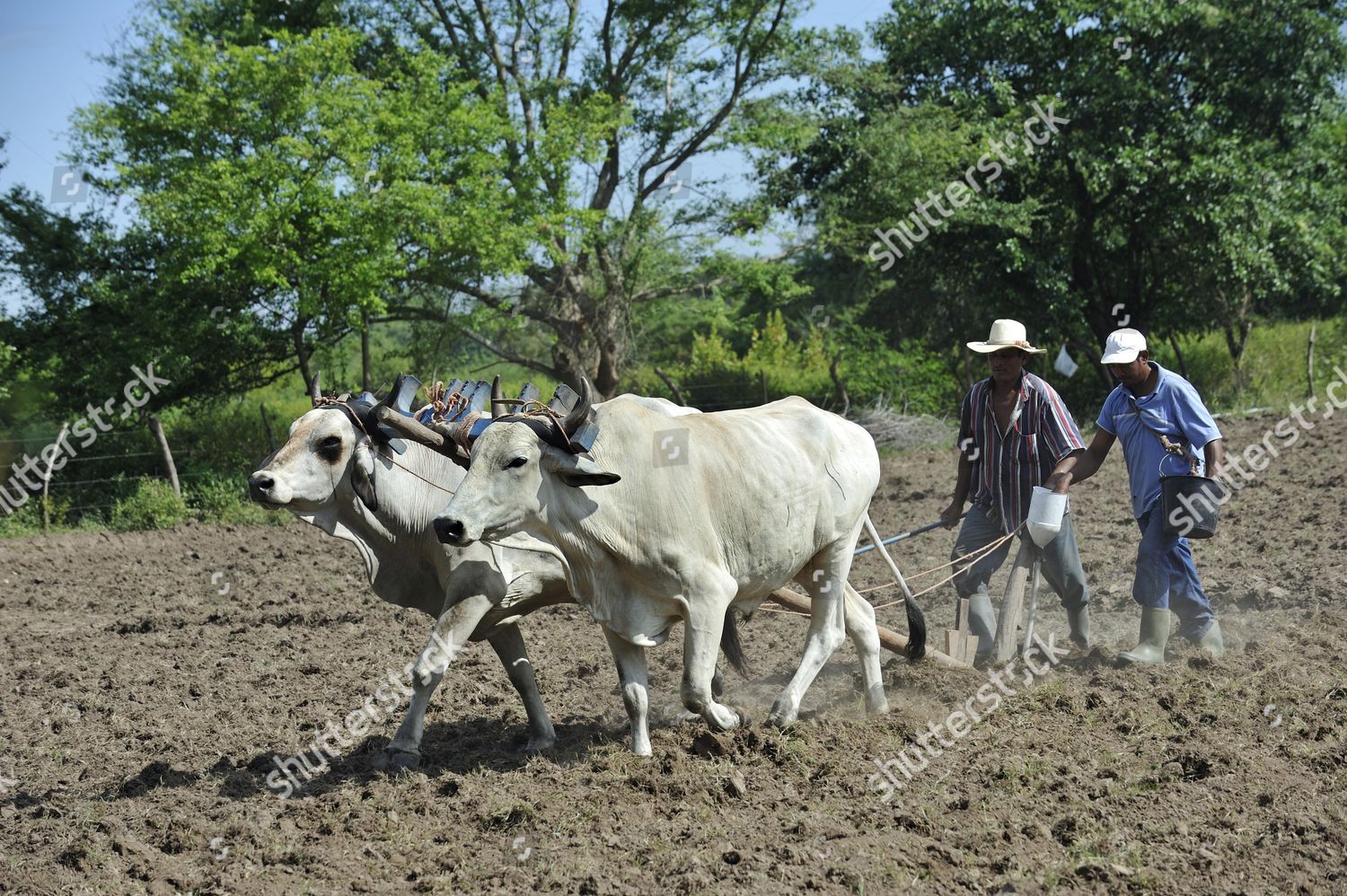 Two Farmers Plowing Field Two Oxen Editorial Stock Photo - Stock Image ...