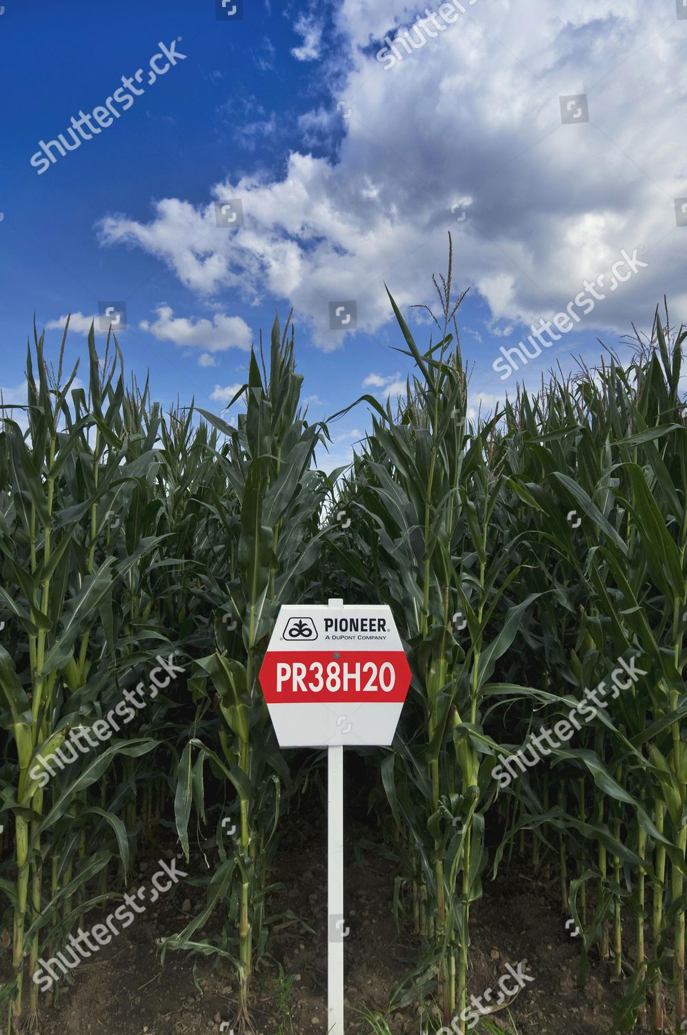Maize Research Testing Crops Company Pioneer Editorial Stock Photo ...