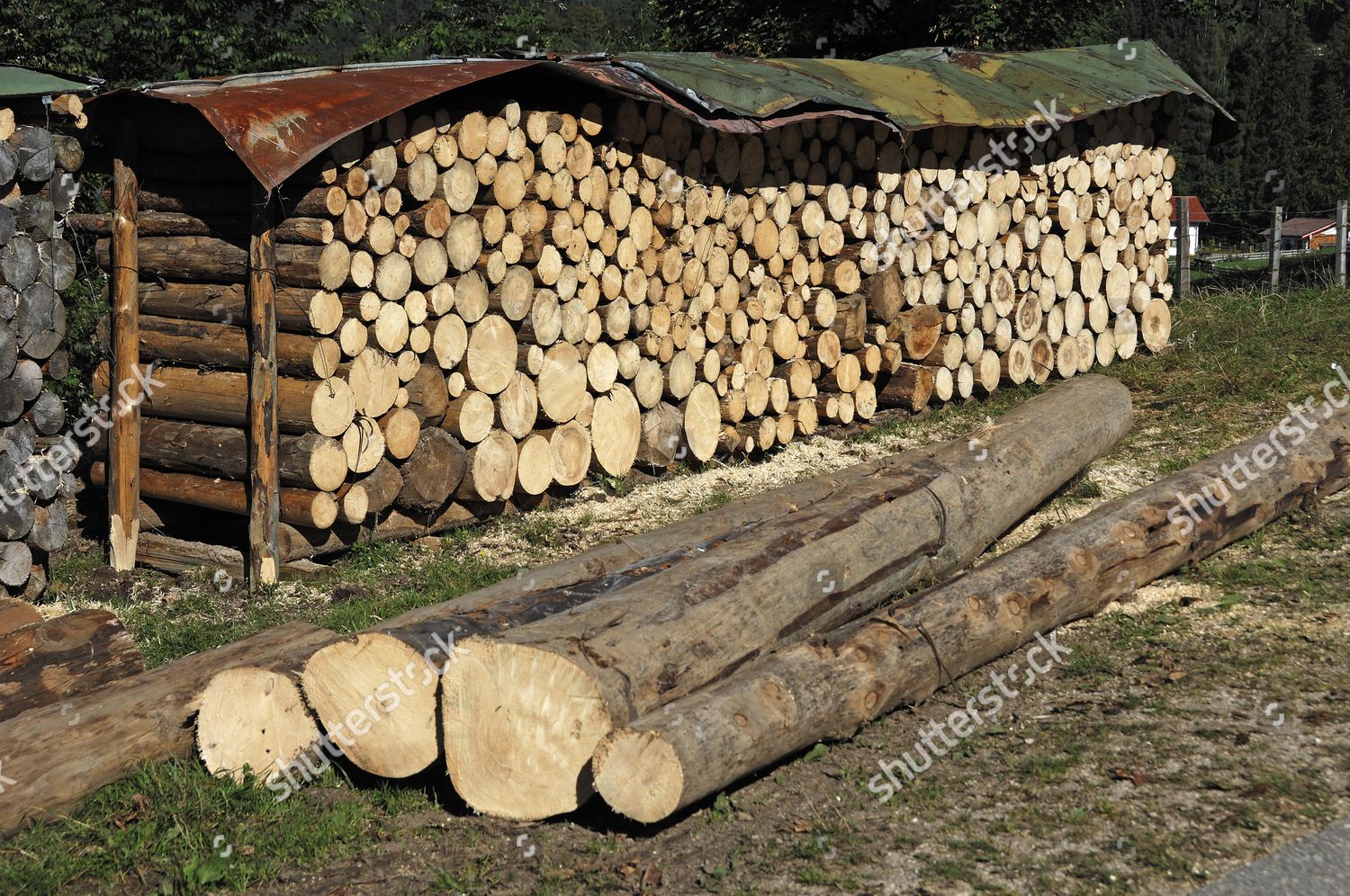 Sawn Logs 1 Metre Covered Stacked Editorial Stock Photo - Stock Image ...