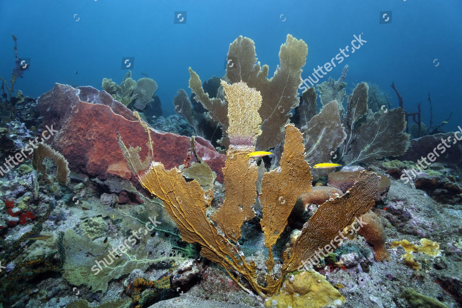 Branching Fire Coral Millepora Alcicornis Covering Editorial Stock ...