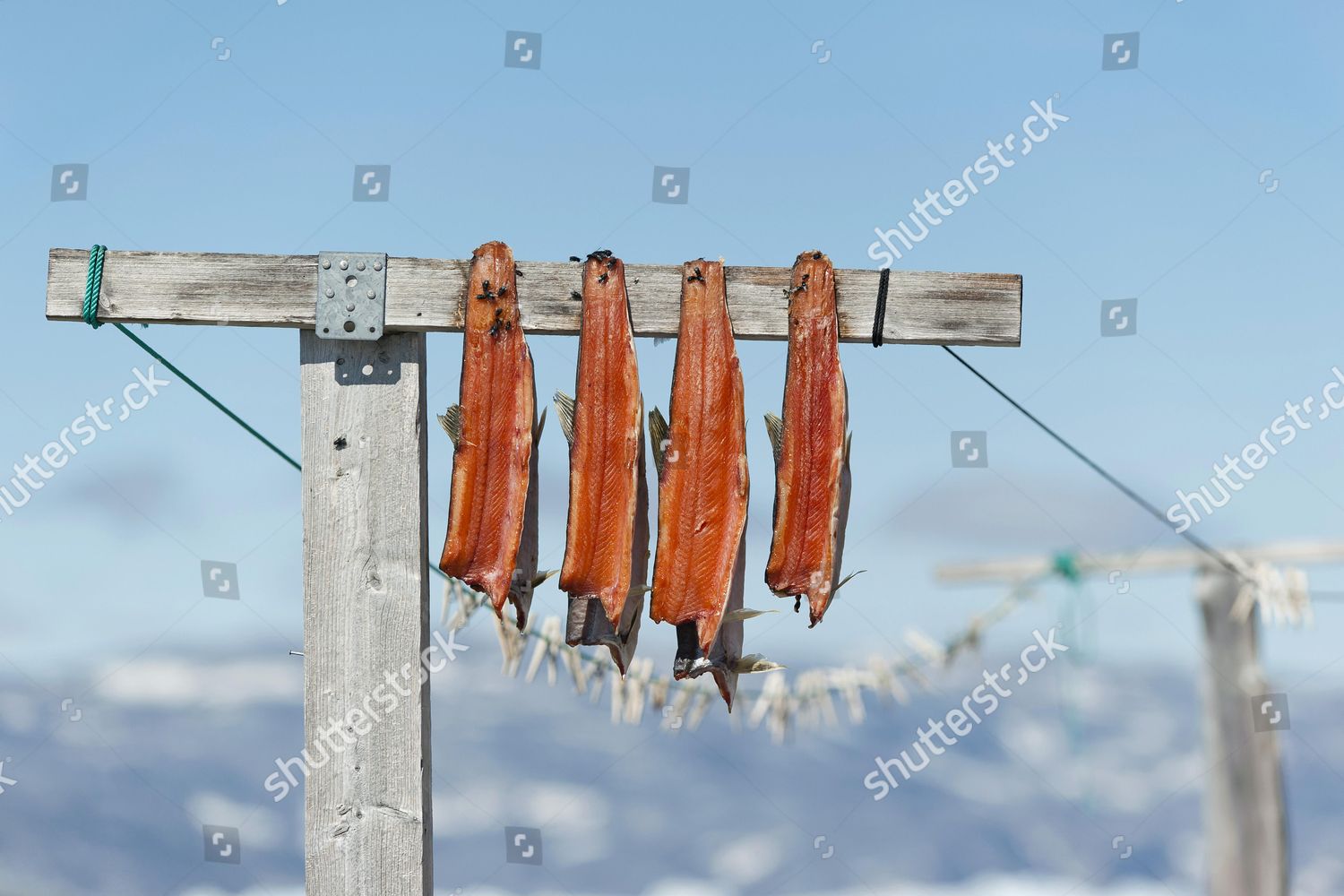Salmon Being Dried Inuit Settlement Tiniteqilaaq Editorial Stock Photo ...