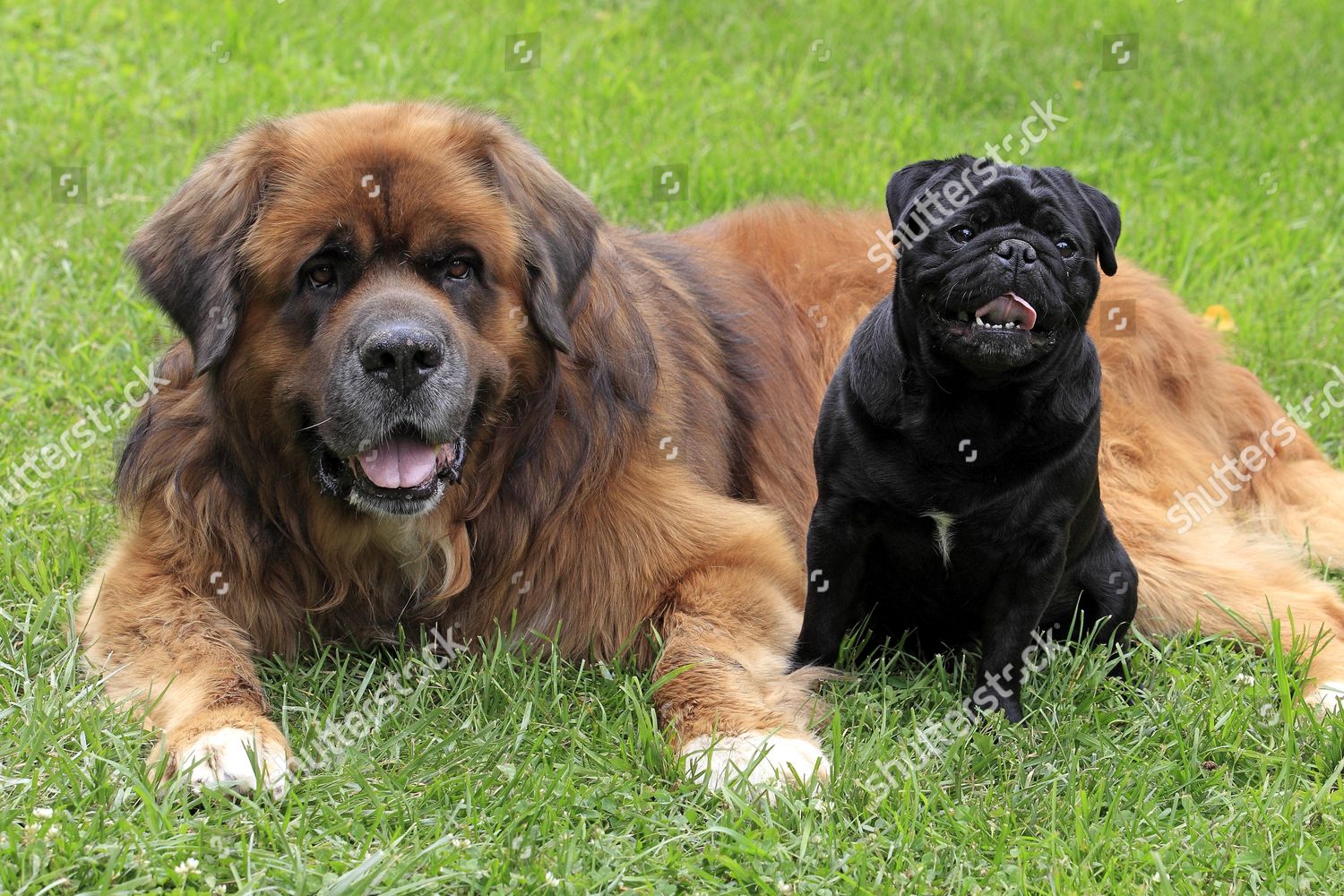 Germanic Beardog Black Pug Friends Editorial Stock Photo - Stock Image ...