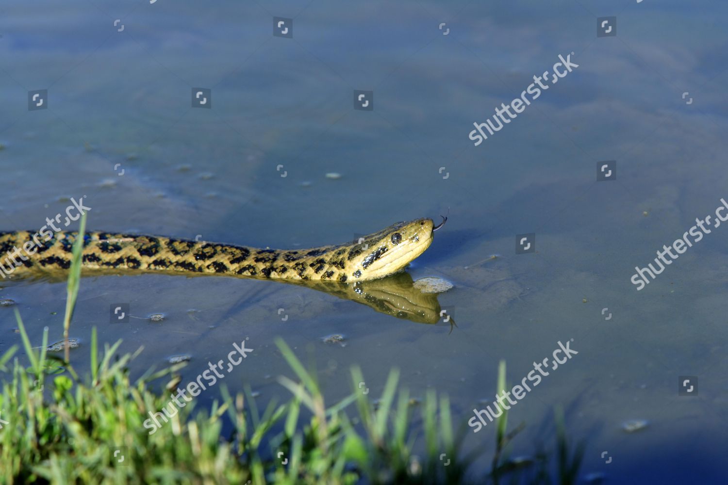 Yellow Anaconda Paraguayan Anaconda Eunectes Notaeus Editorial Stock ...