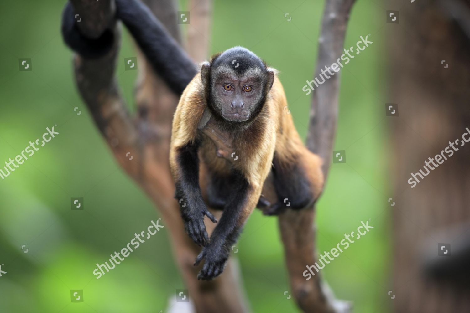 Weeper Capuchin Cebus Olivaceus Cebus Nigrivittatus Editorial Stock ...