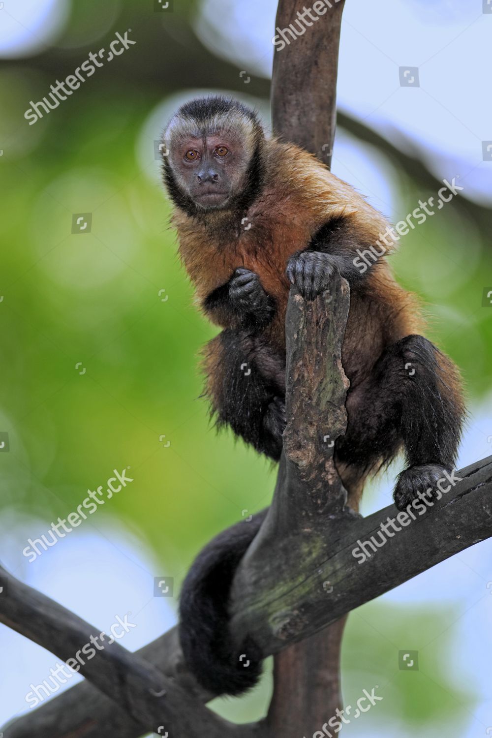 Weeper Capuchin Cebus Olivaceus Cebus Nigrivittatus Editorial Stock ...