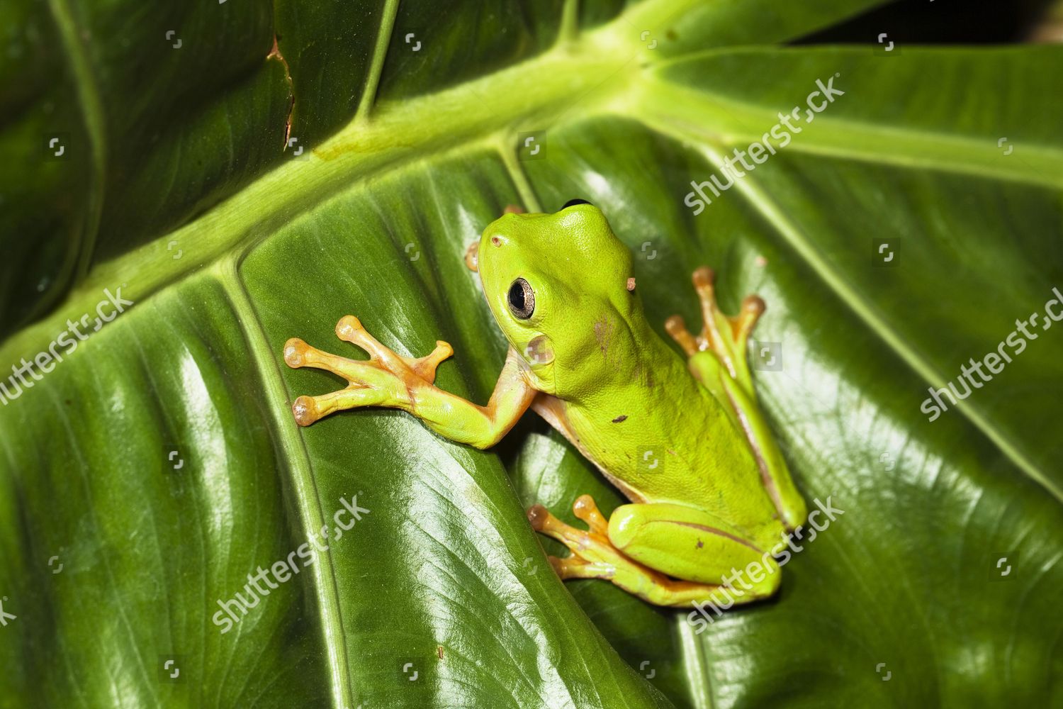 Common Green Tree Frog Litoria Caerulea Editorial Stock Photo - Stock ...
