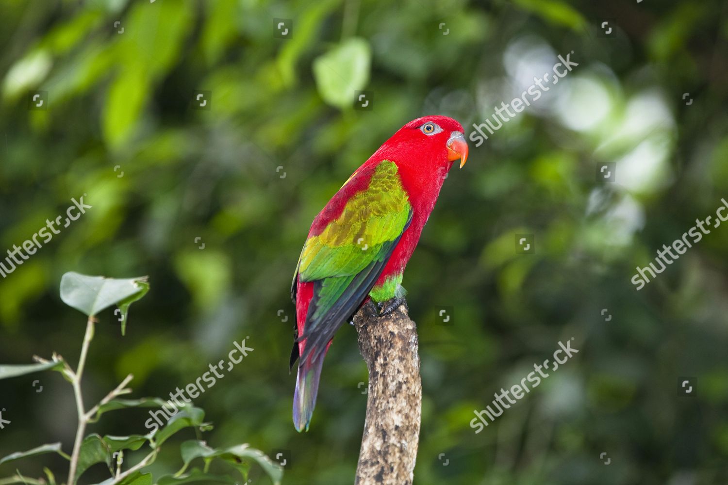 Chattering Lory Lorius Garrulus Flavopalliatus Moluccas Editorial Stock ...