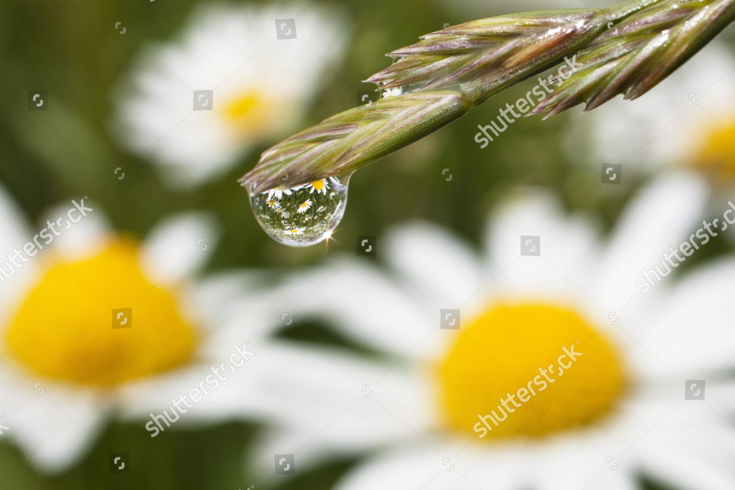 Dew Drop On Grass Daisies Leucanthemum Editorial Stock Photo - Stock ...
