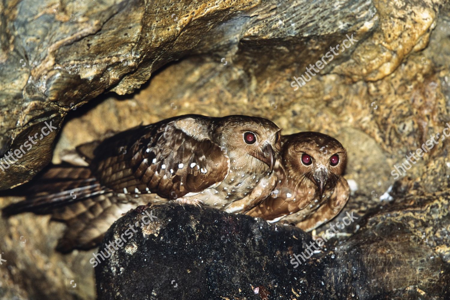 Oilbirds Steatornis Caripensis Aripo Caves Asa Editorial Stock Photo ...