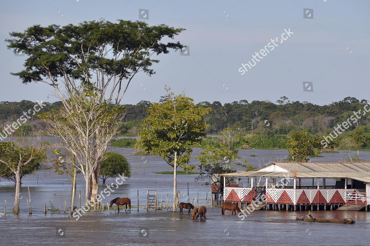 Horses Grazing On Flooded Pastures During Editorial Stock Photo - Stock ...