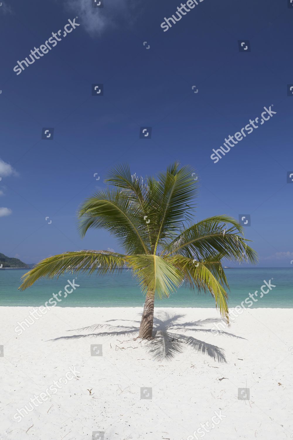 Palm Tree On Beach Ko Lipe Editorial Stock Photo - Stock Image ...