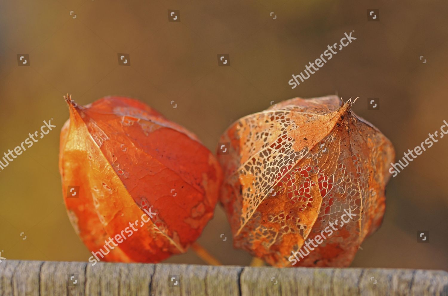 Physalis Cape Gooseberry Inca Aztec Berry Editorial Stock Photo - Stock ...