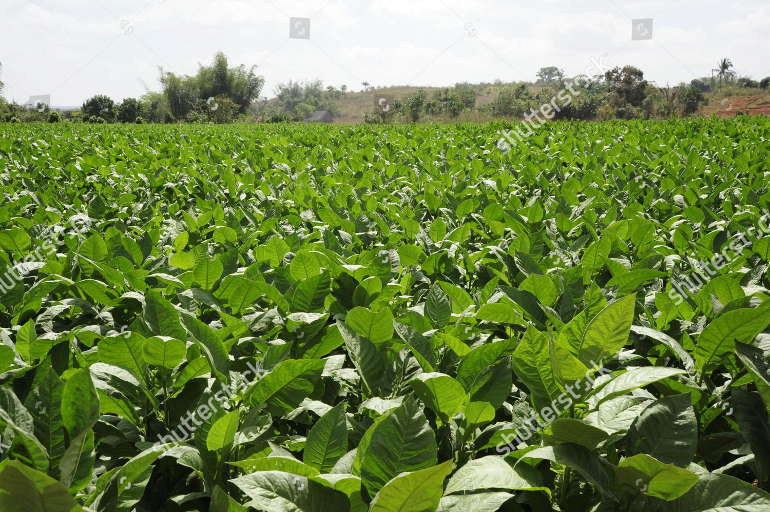 Tobacco Leaves Tobacco Plant Nicotiana Tobacco Editorial Stock Photo ...