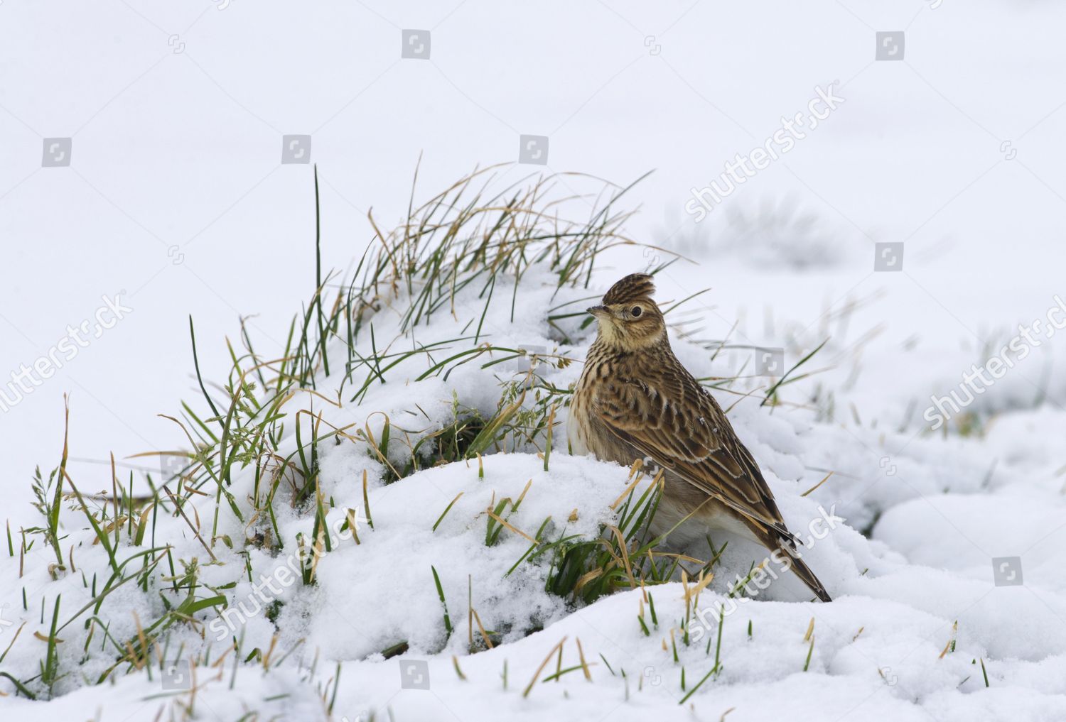 Skylark Alauda Arvensis On Farmland Winter Editorial Stock Photo ...