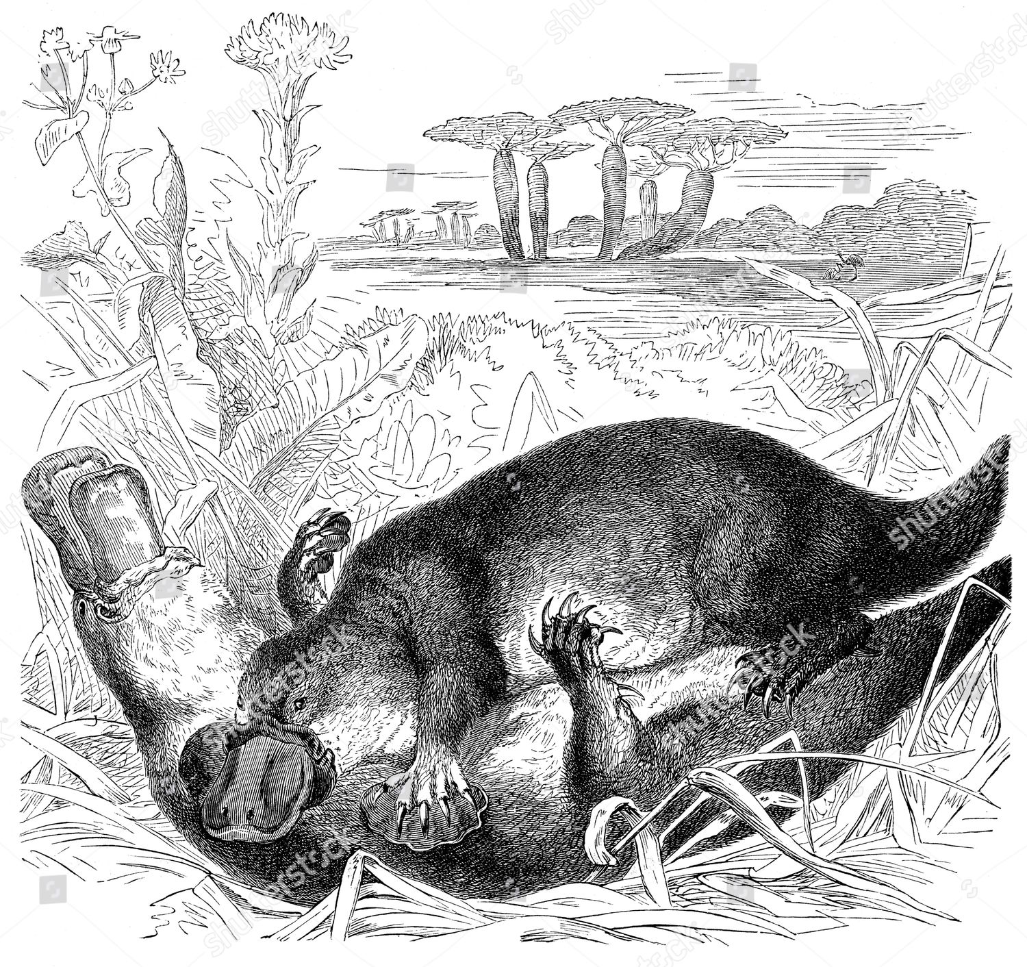 Historical Graphic Representation Platypus Ornithorhynchus Anatinus ...