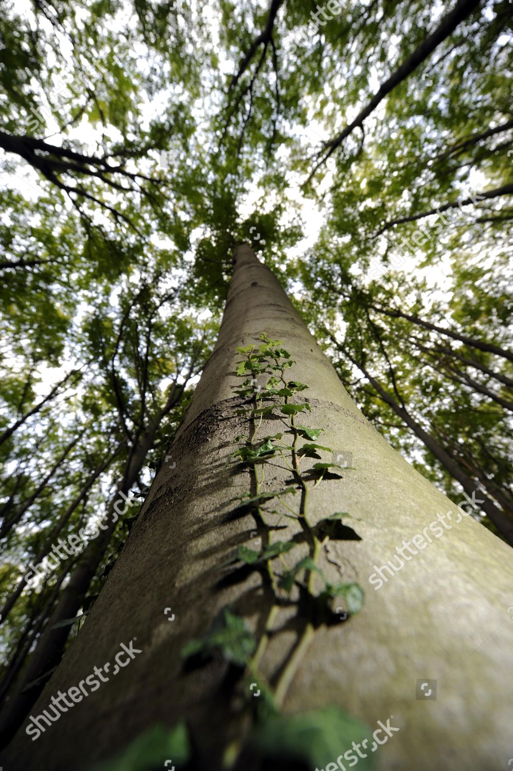 Ivy Growing On Tree Trunk Worms Editorial Stock Photo - Stock Image ...