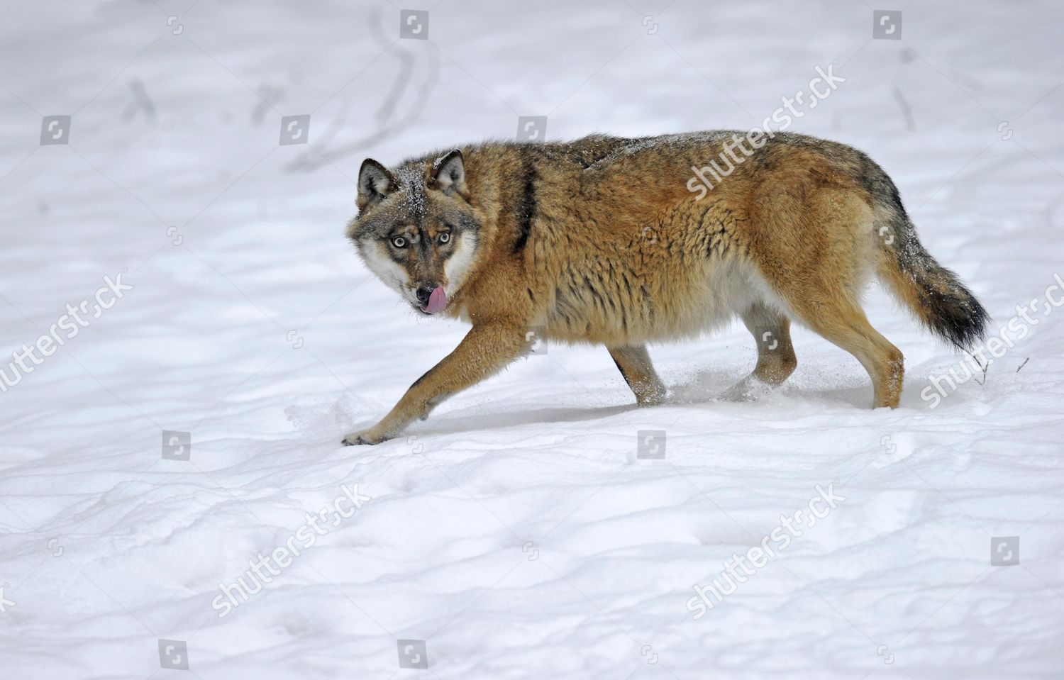 Mackenzie Valley Wolf Canadian Timberwolf Canis Editorial Stock Photo ...