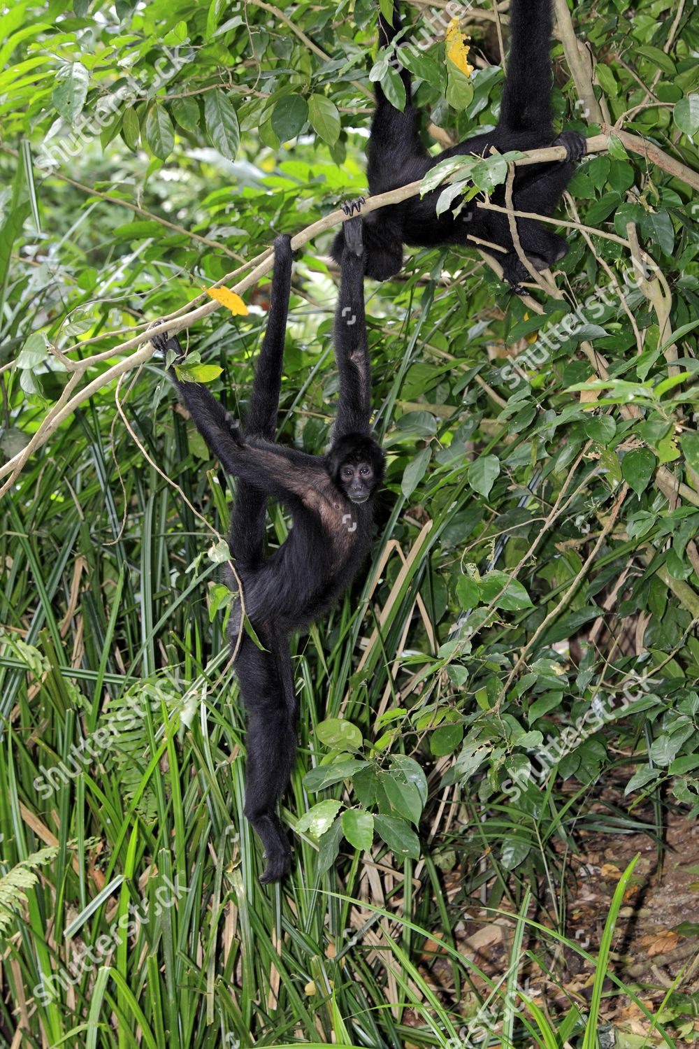 Peruvian Spider Monkey Ateles Chamek Hanging Editorial Stock Photo ...