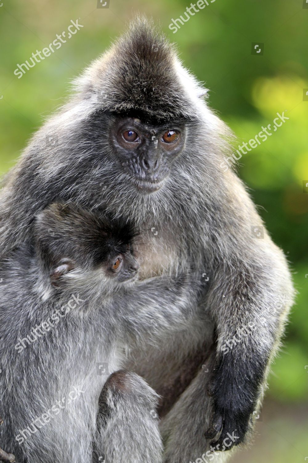Silvery Lutung Silvered Leaf Monkey Silvery Editorial Stock Photo ...