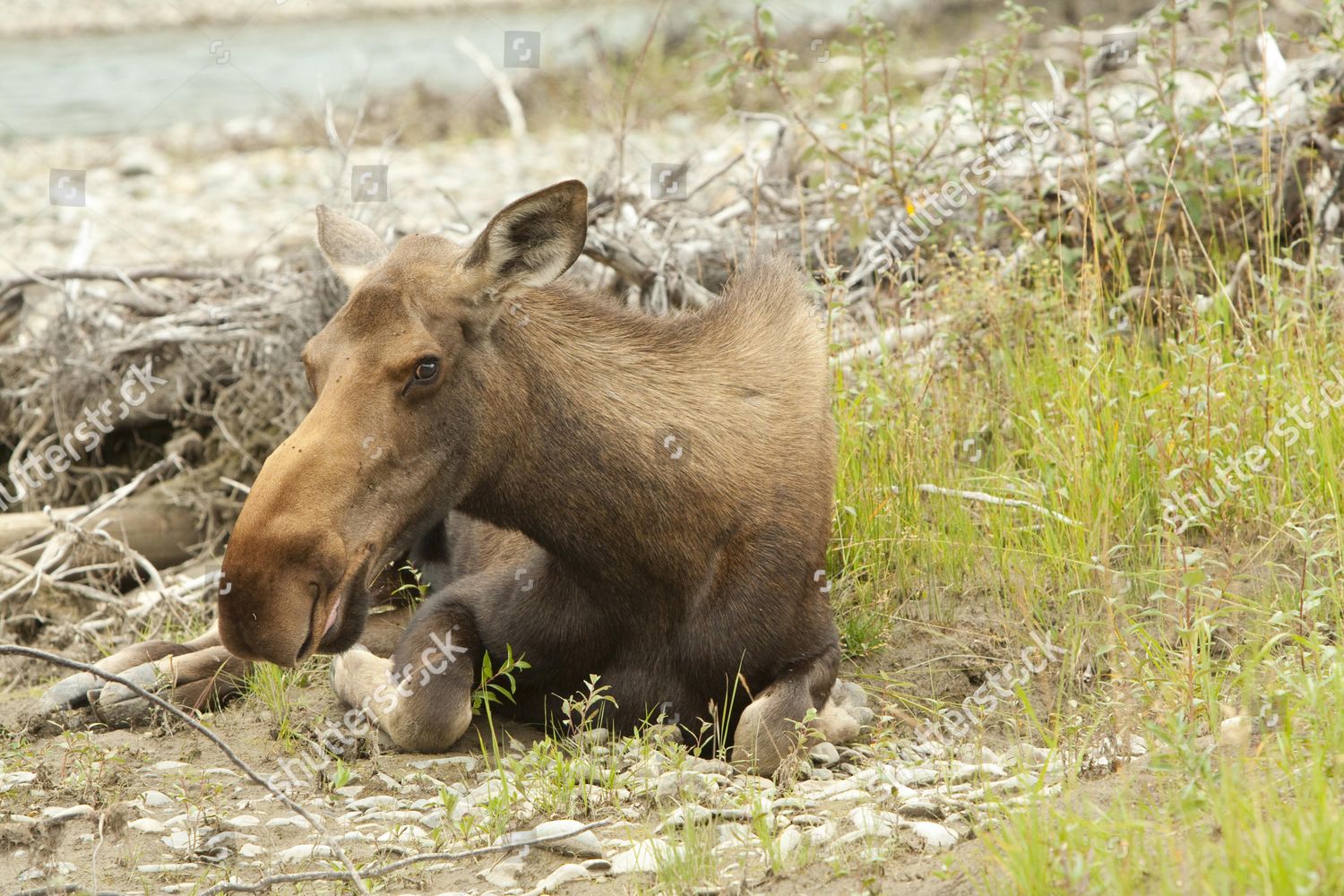 Old Sick Cow Female Moose Elk Editorial Stock Photo - Stock Image ...
