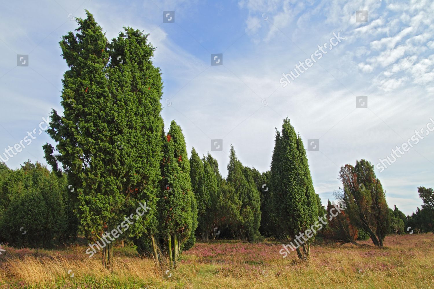 Landscape Common Juniper Juniperus Communis Flowering Editorial Stock ...