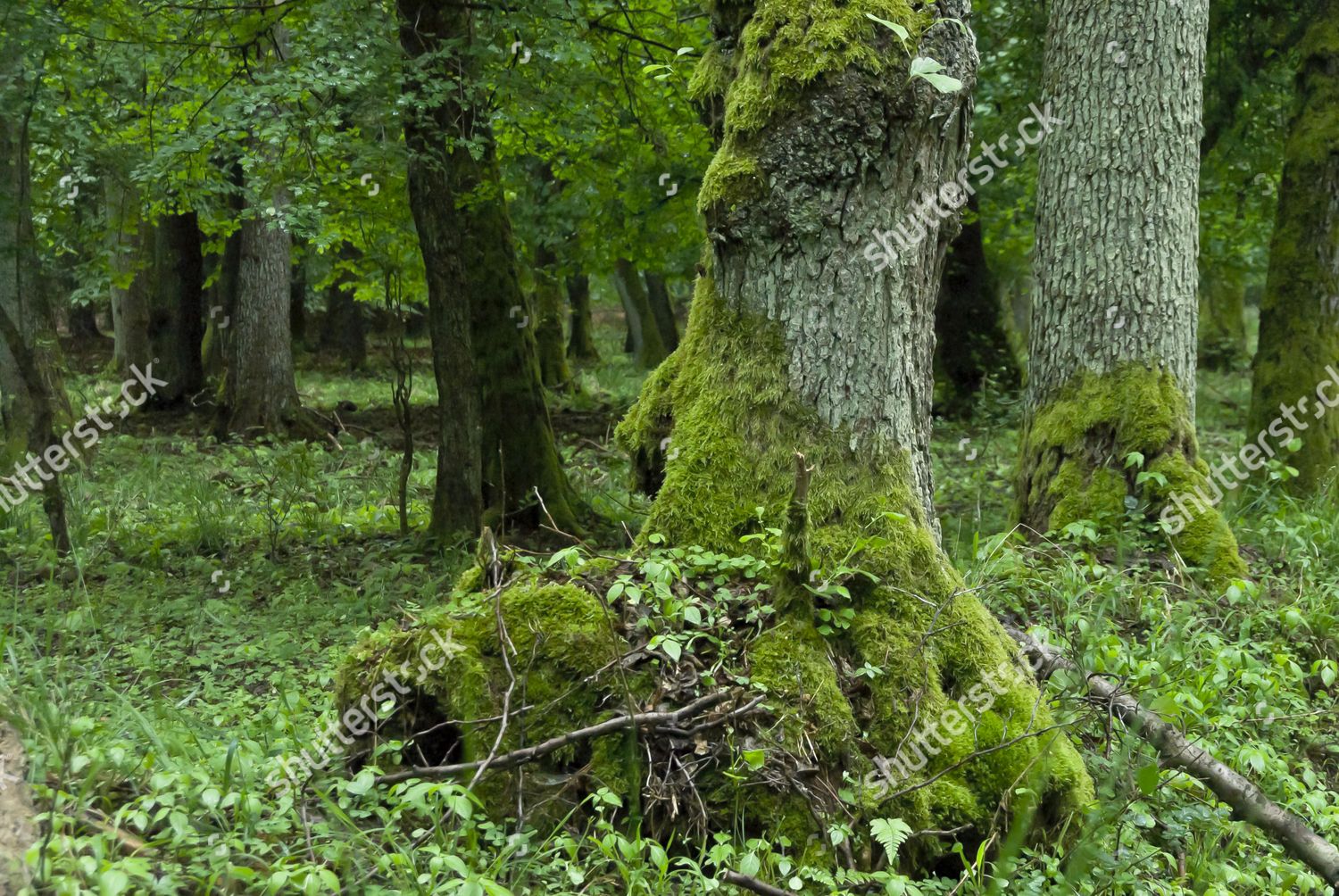 Mosscovered Roots Alder Alnus Glutinosa Lowland Editorial Stock Photo ...