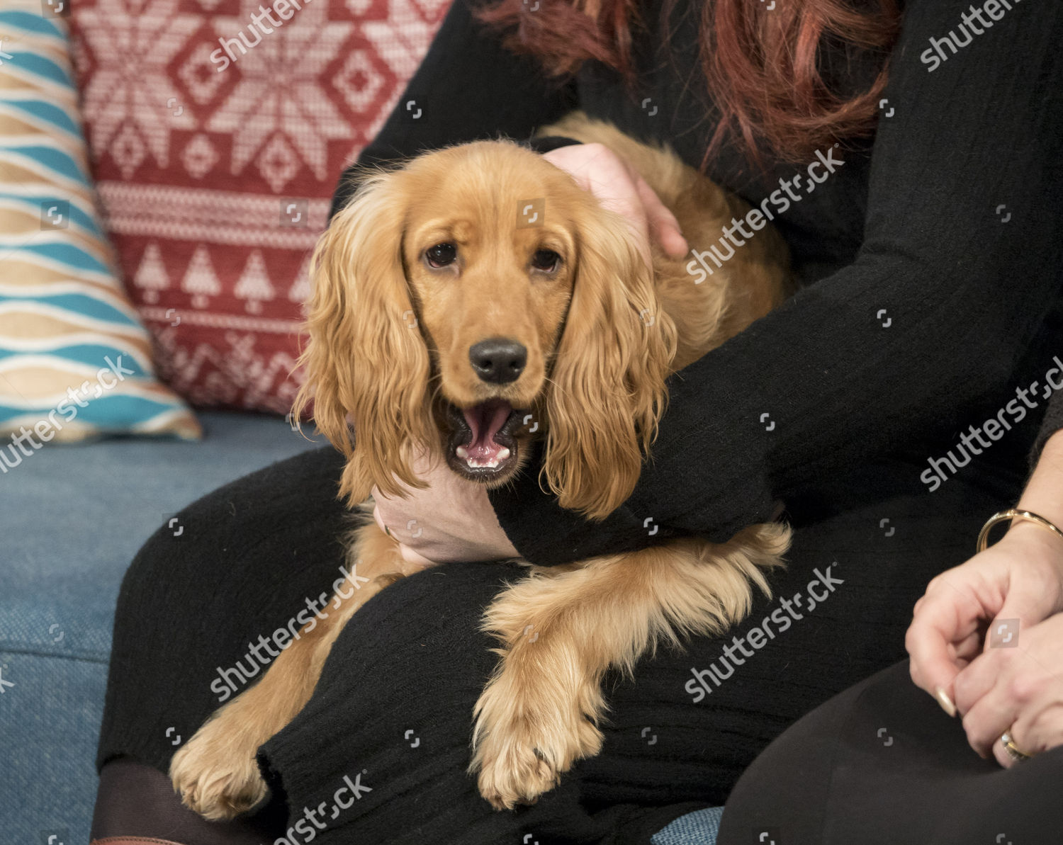 Wonky Wanda Dog On Wheels Editorial Stock Photo - Stock Image ...