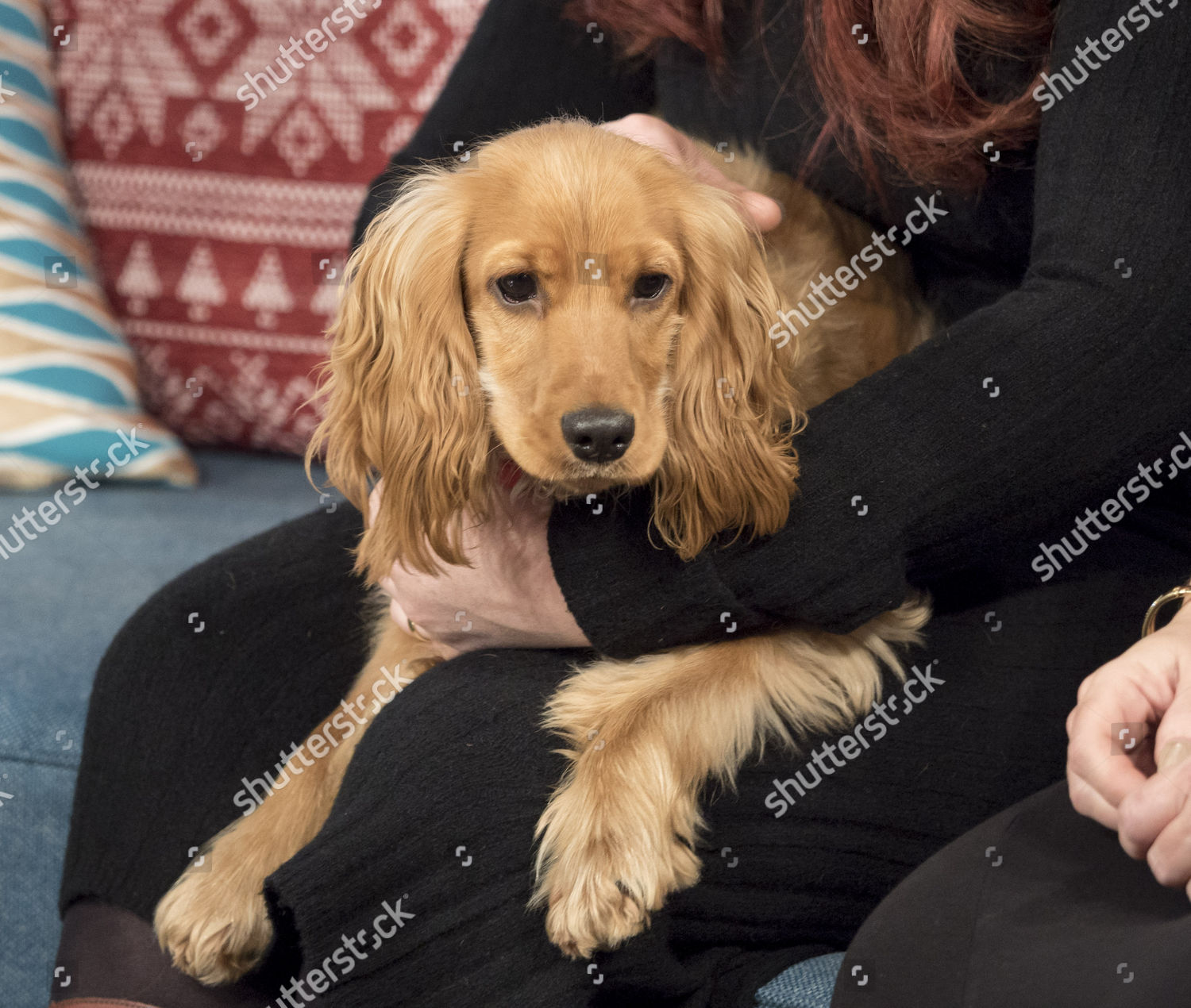 Wonky Wanda Dog On Wheels Editorial Stock Photo - Stock Image ...