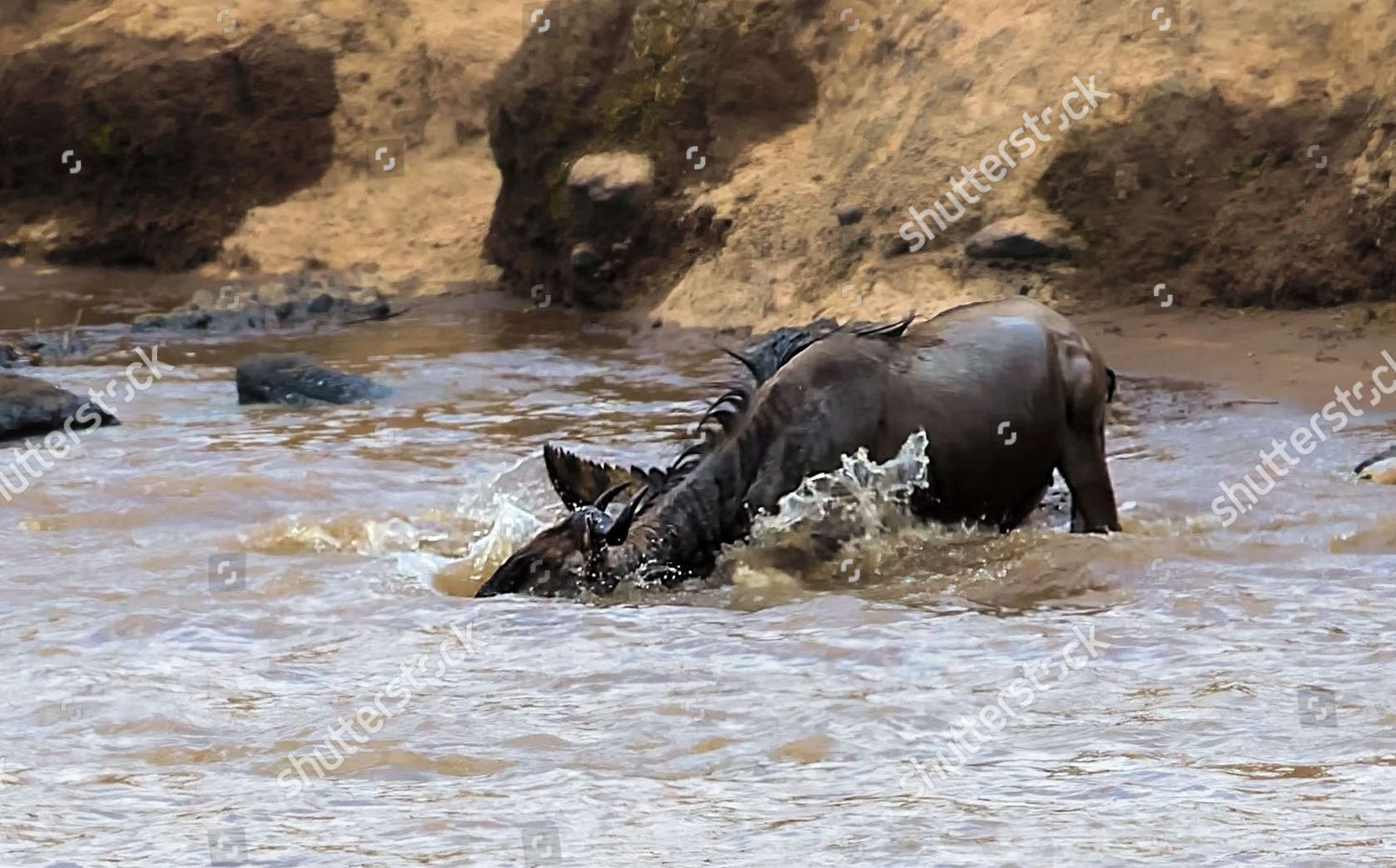Crocodile Attacking Wildebeest Editorial Stock Photo - Stock Image ...