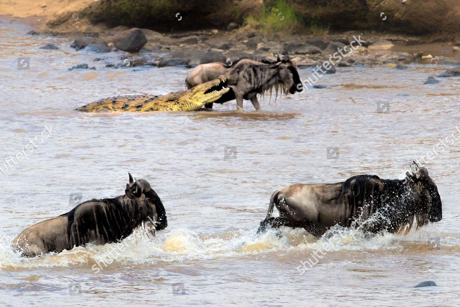Crocodile Attacking Wildebeest Editorial Stock Photo - Stock Image ...