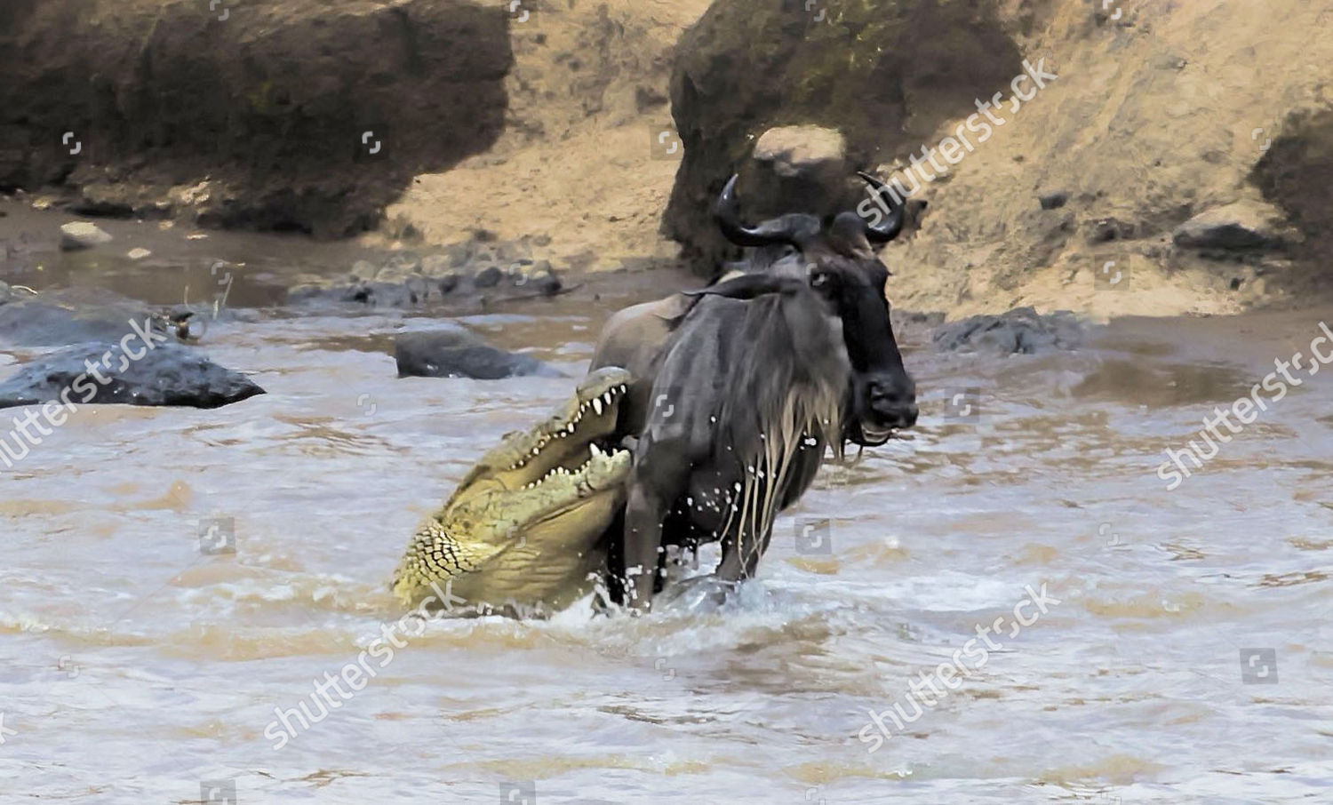 Crocodile Attacking Wildebeest Editorial Stock Photo - Stock Image ...