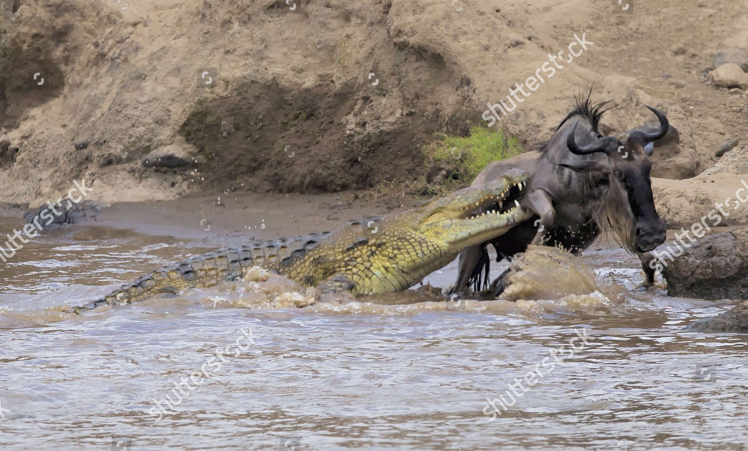 Crocodile Attacking Wildebeest Editorial Stock Photo - Stock Image ...