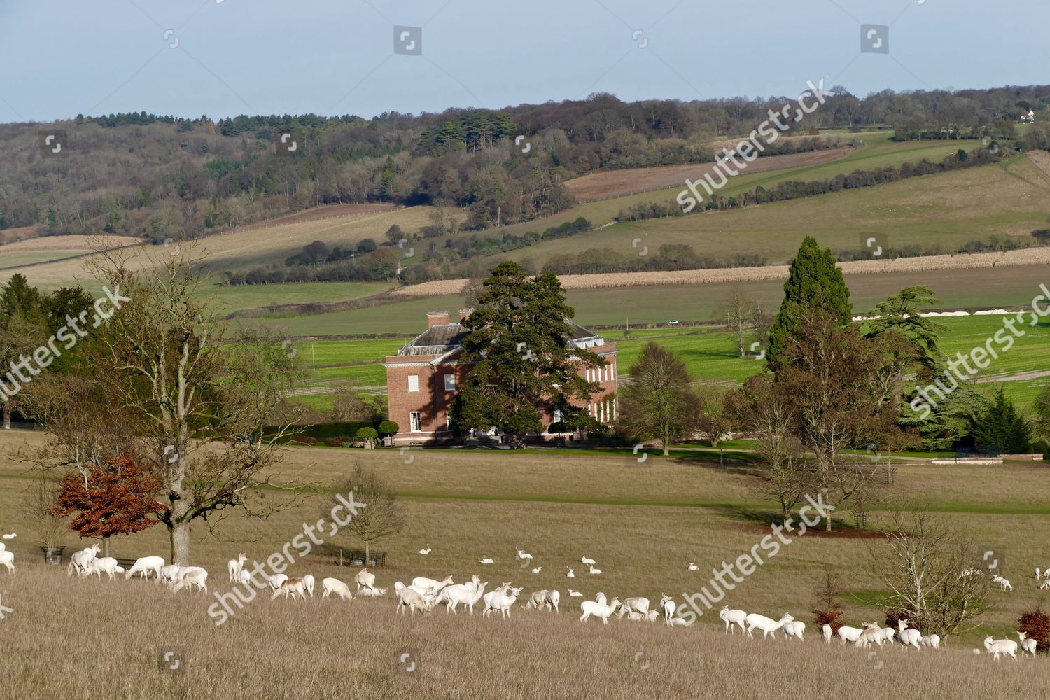 WHITE DEER URS SHWARZENBACHS CULHAM COURT Editorial Stock Photo - Stock ...