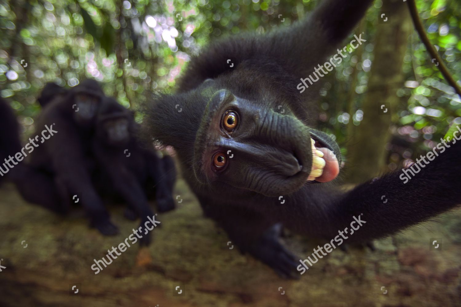 Smiling Macaque Editorial Stock Photo - Stock Image | Shutterstock