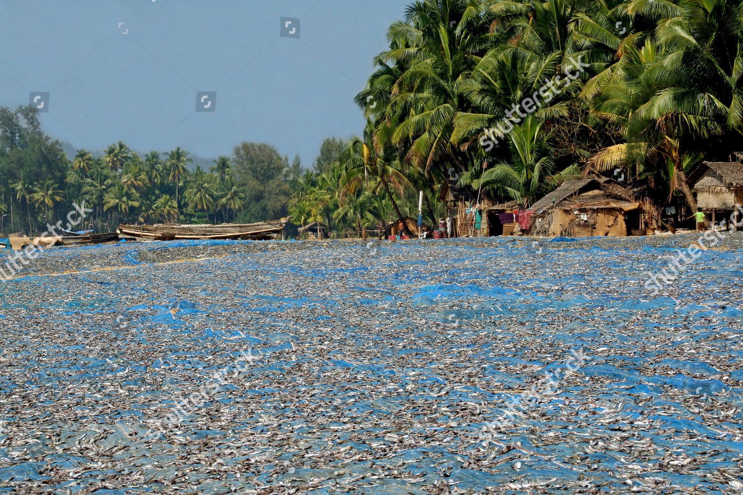 Feature Package Myanmar Tourism Fish Laid Editorial Stock Photo - Stock ...