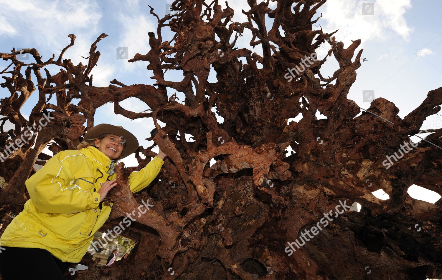 Angela Palmer Her Huge Denya Heartwood Editorial Stock Photo - Stock ...
