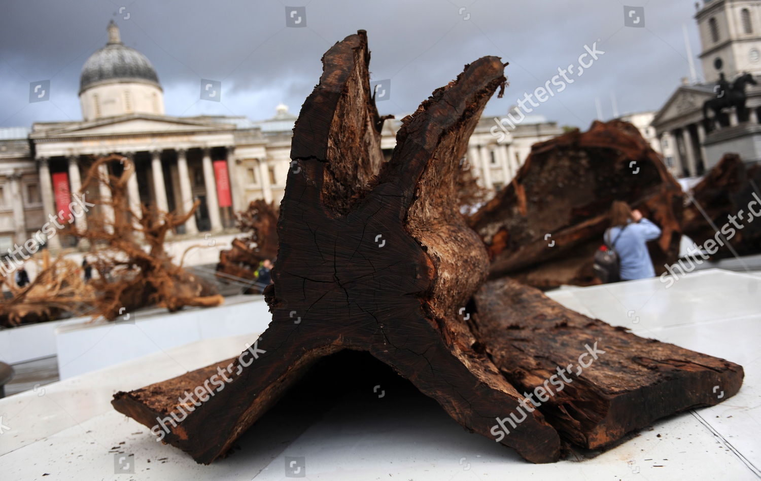 Huge Tree Stumps Lie Trafalgar Square Editorial Stock Photo - Stock ...