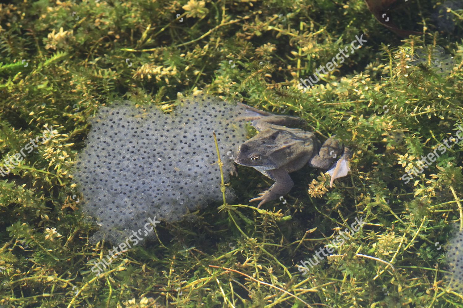 Common Frog Rana Temporaria Frogspawn Pond Editorial Stock Photo - Stock Image | Shutterstock