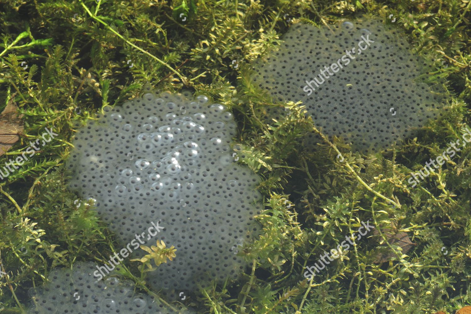 Frogspawn Common Frog Rana Temporaria Pond Editorial Stock Photo - Stock Image | Shutterstock