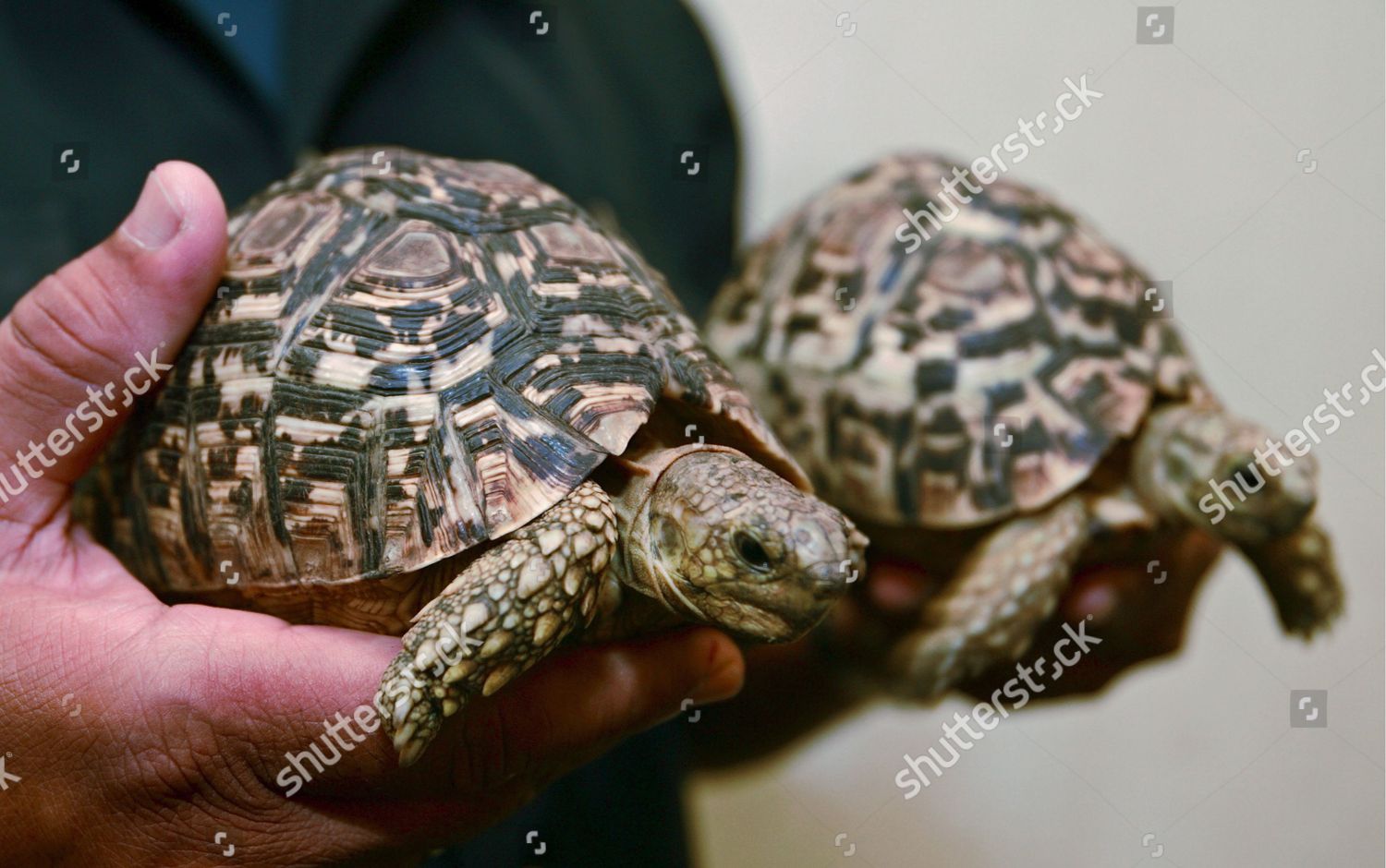 Malaysian Wildlife Ranger Shows Seized Leopard Editorial Stock Photo ...
