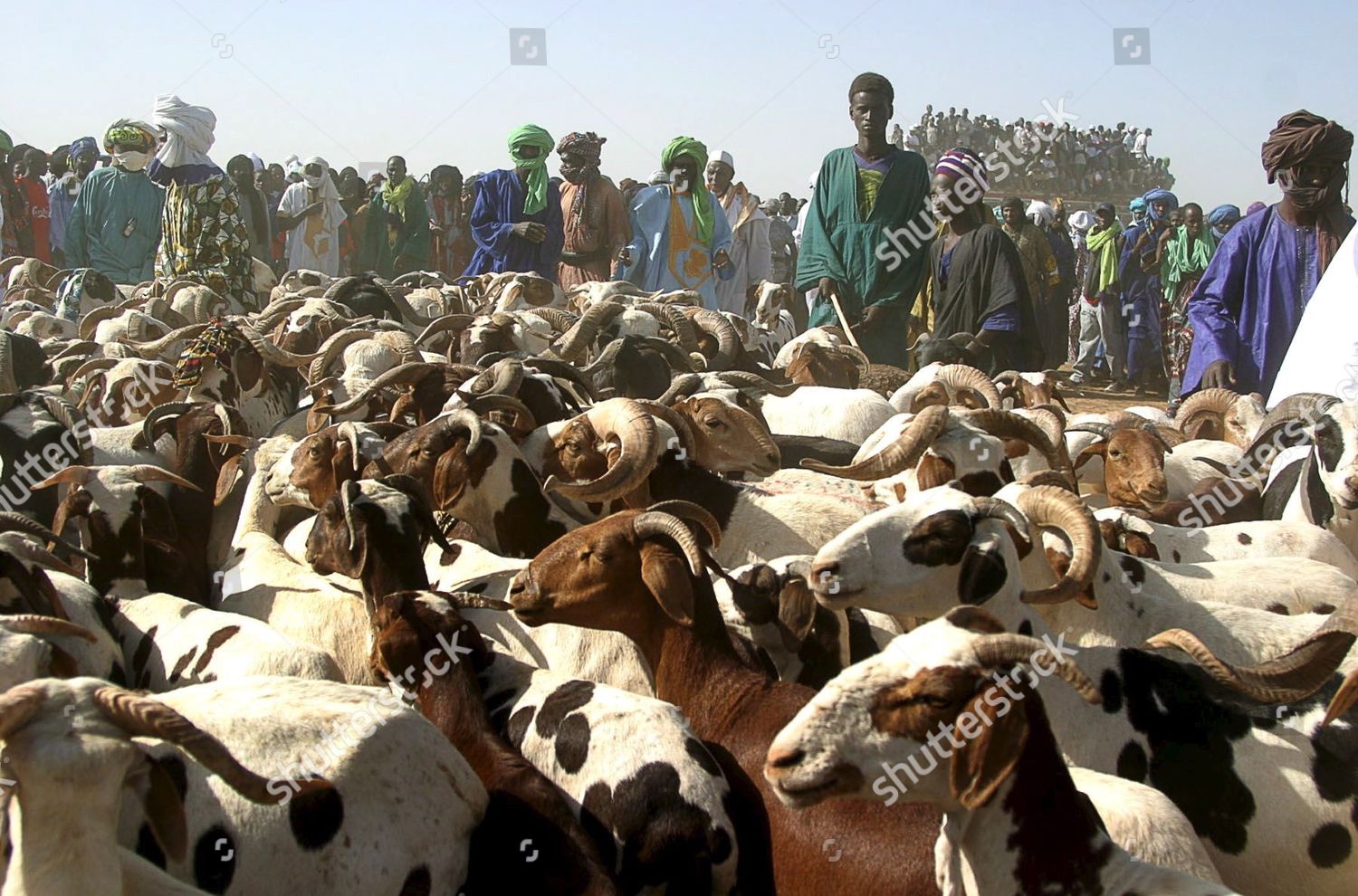 Malian Sheep Herders Drive Their Sheep Editorial Stock Photo - Stock ...
