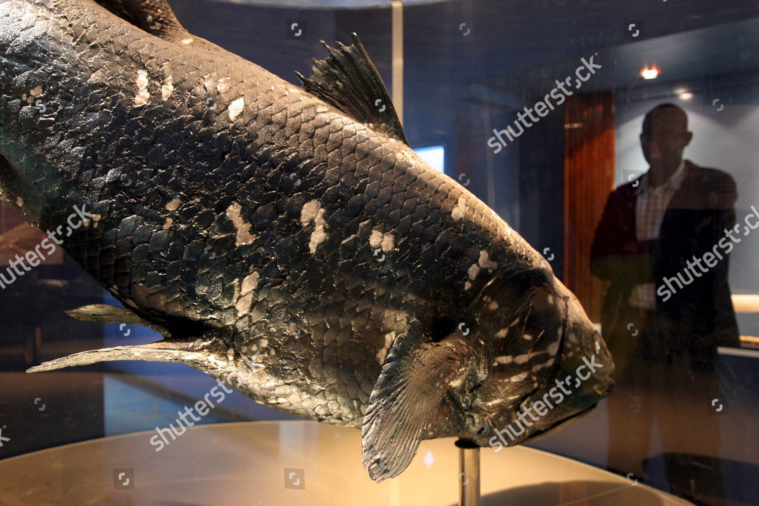 Man Looks First Coelacanth Caught Kenyan Editorial Stock Photo - Stock ...