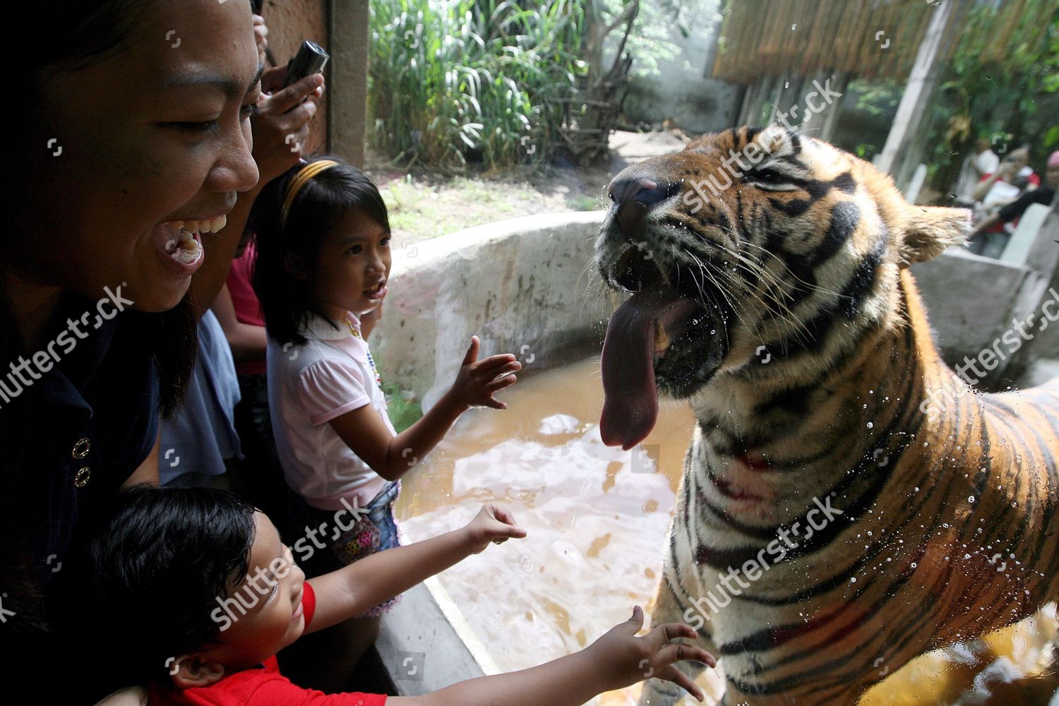 Filipinos Watch Bengal Tiger Behind Glass Editorial Stock Photo - Stock ...